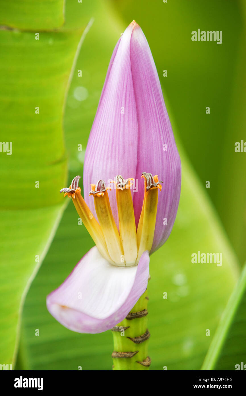Fleur de banane Banque de photographies et d’images à haute résolution ...