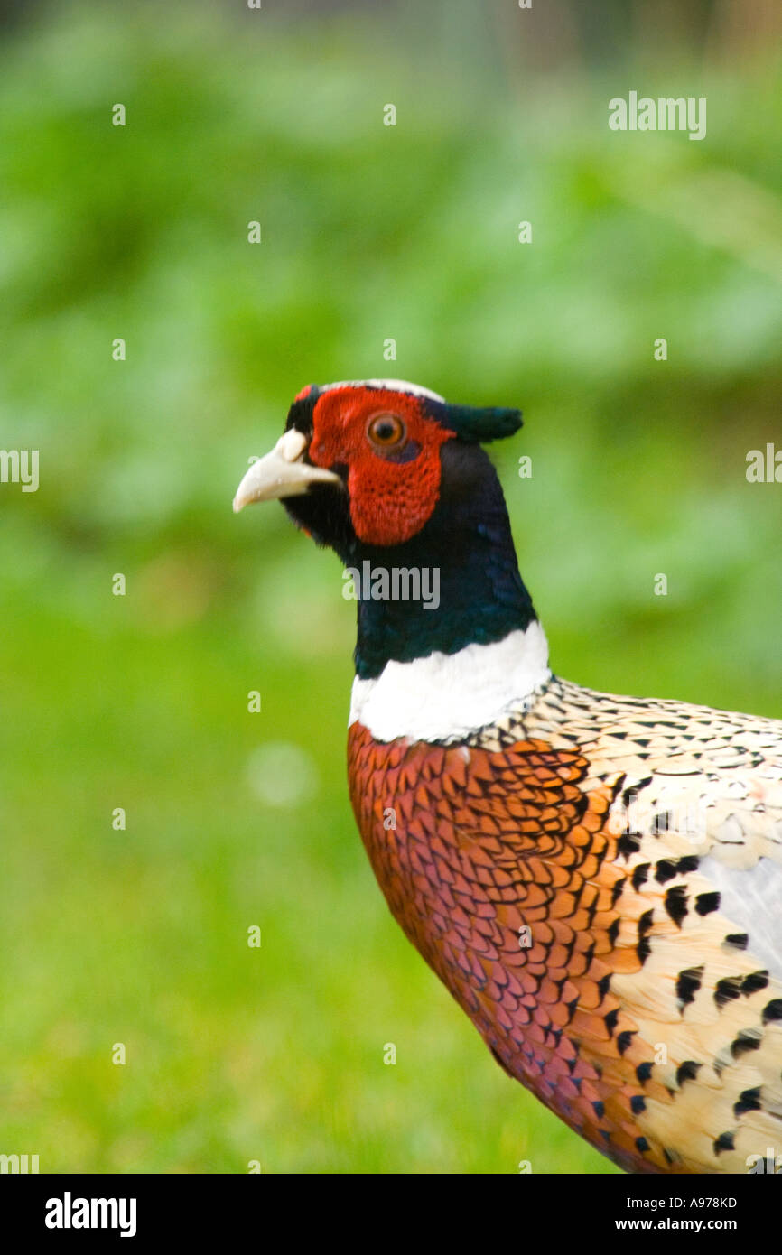 Faisan blanc Banque de photographies et d’images à haute résolution - Alamy