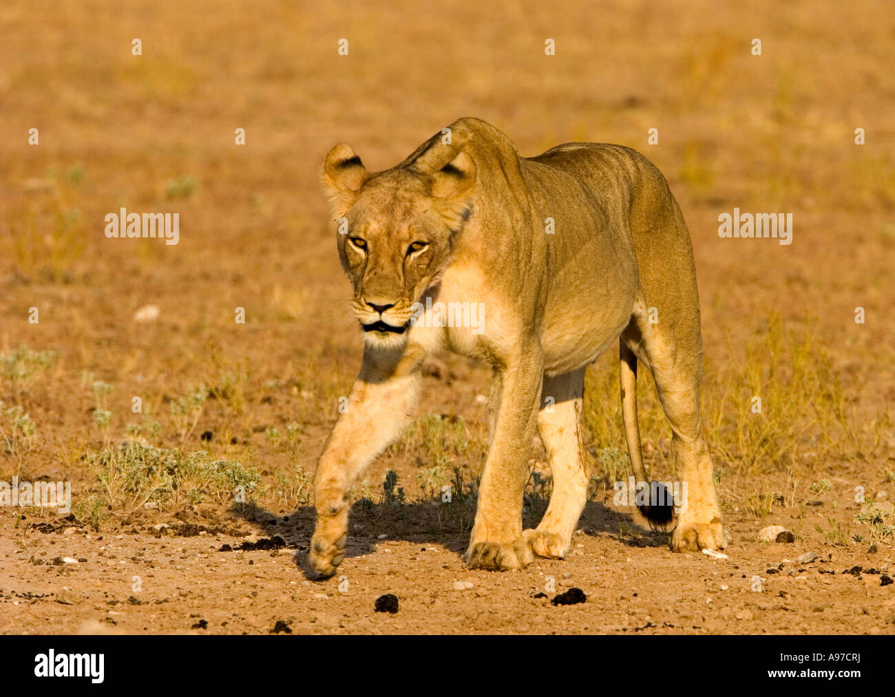Lionne qui marche Banque de photographies et d’images à haute ...