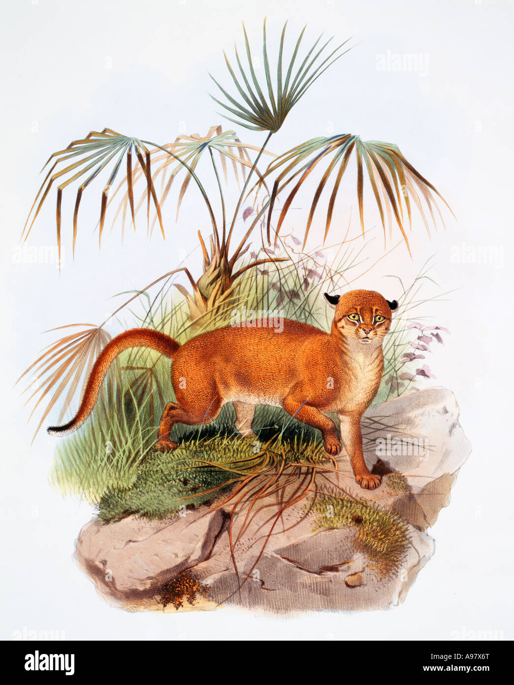 Cat painting Banque de photographies et d’images à haute résolution - Alamy