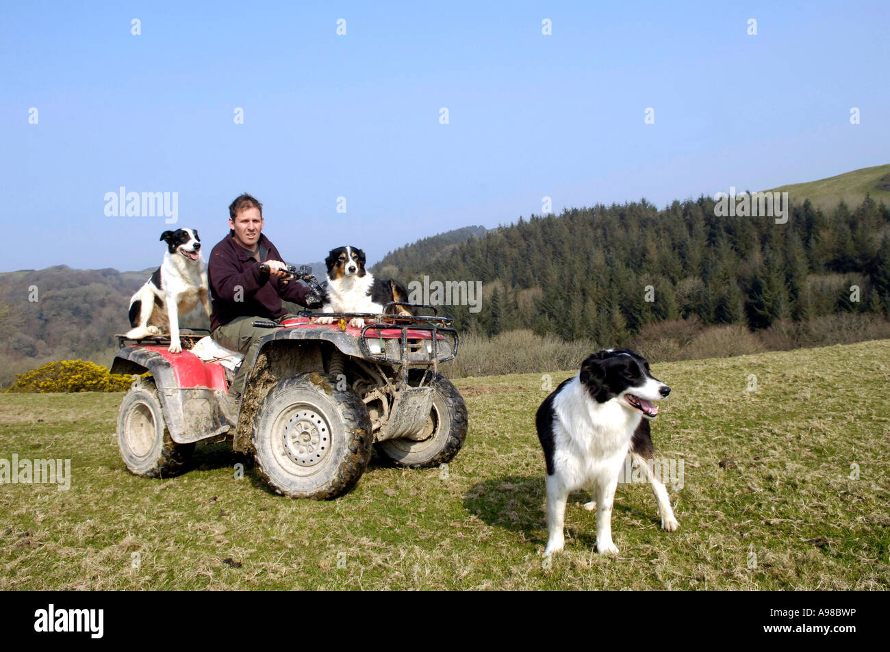 Chien de berger en quad Banque de photographies et d’images à haute ...
