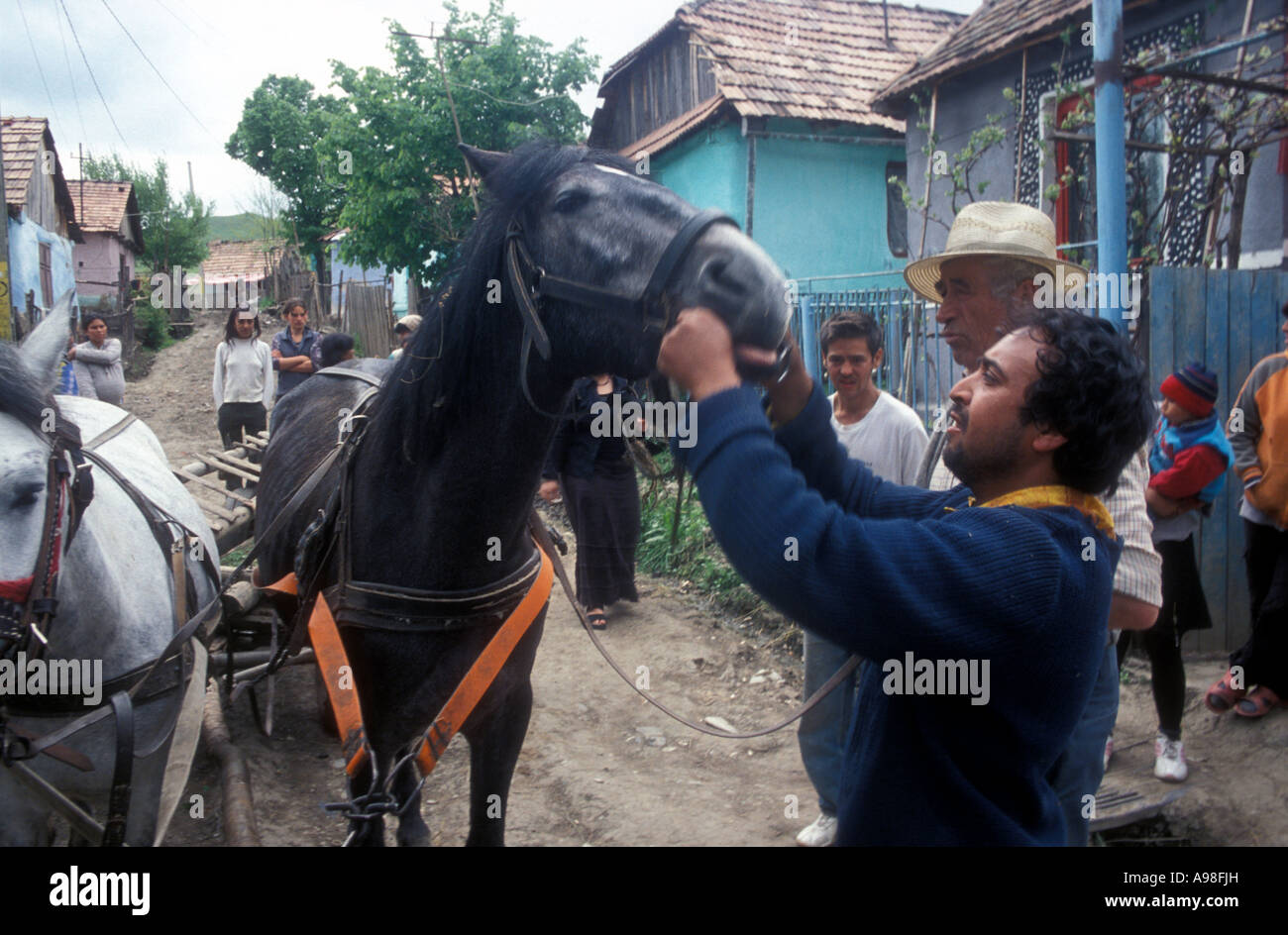 L'homme d'un gitan dans le processus de l'attelage d'un cheval à un ...