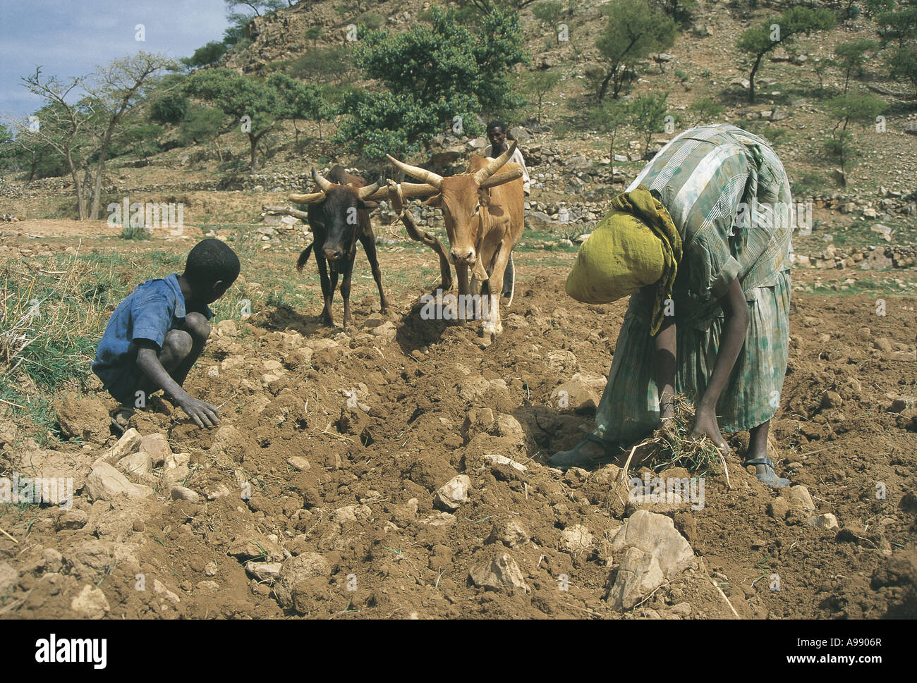 Homme labourant des champs Banque de photographies et d’images à haute ...