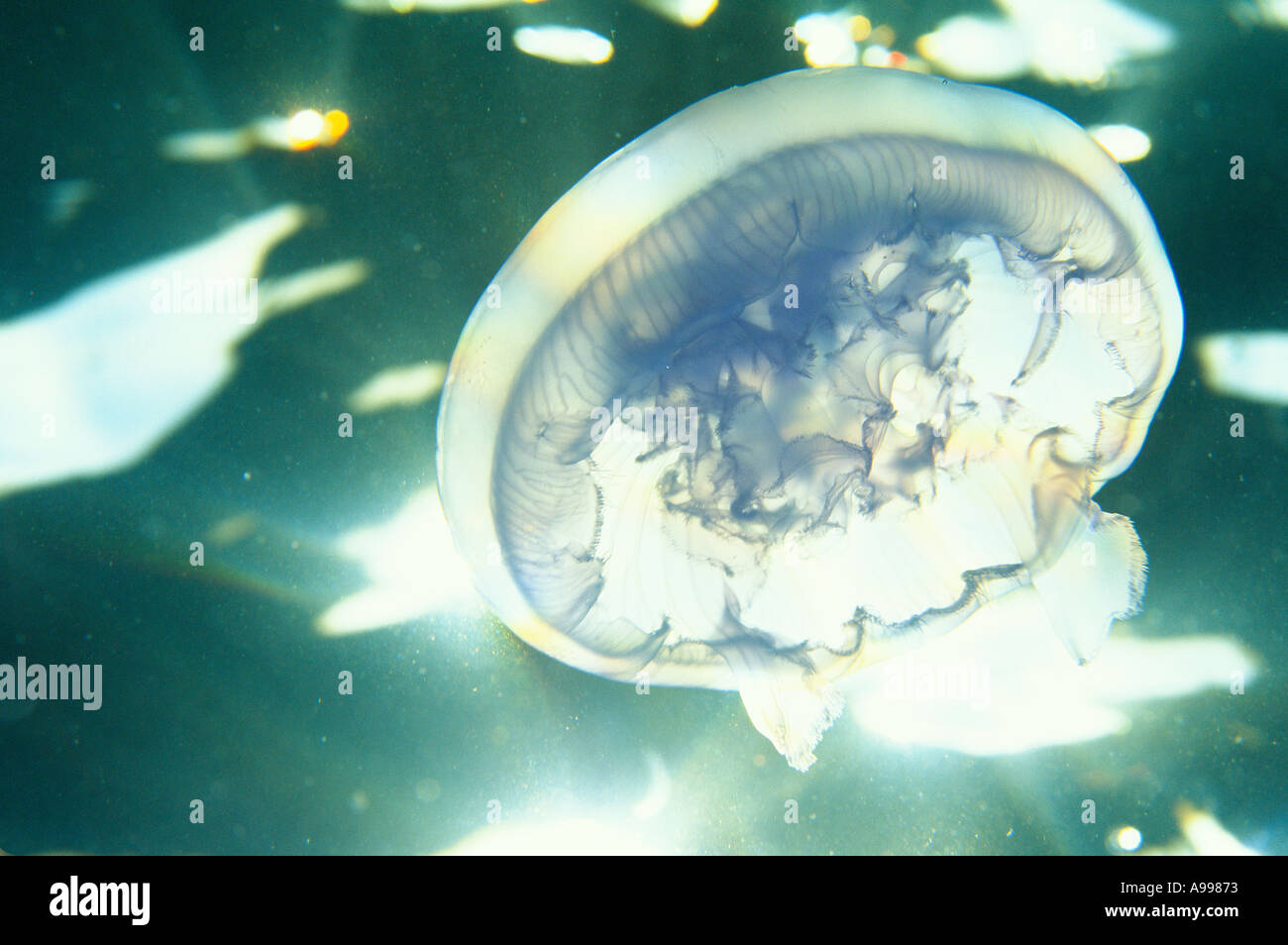 Lune méduse Aurelia aurita flottant dans le sud de la mer Rouge au ...