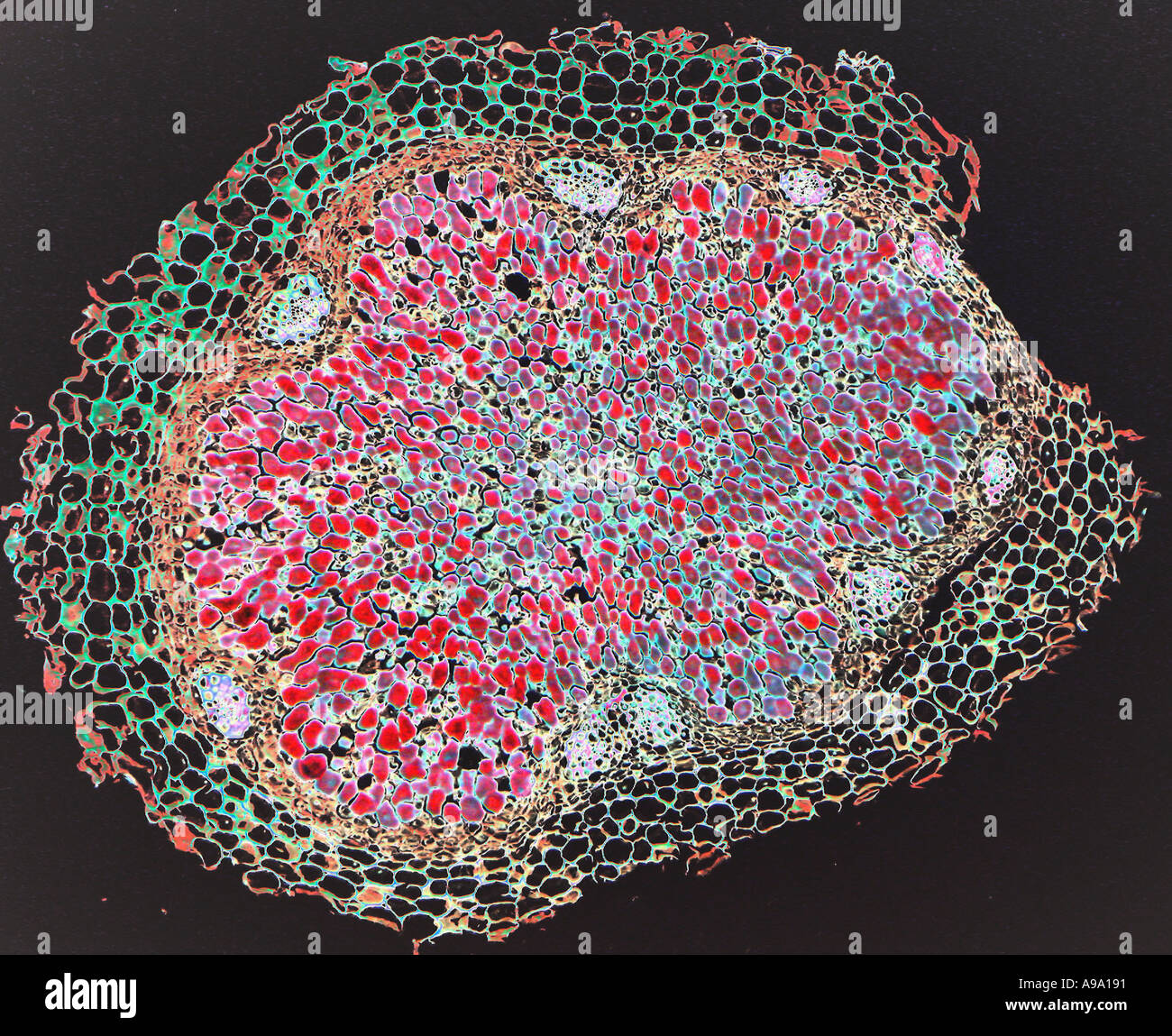 Rhizobium bacteria Banque de photographies et d’images à haute ...