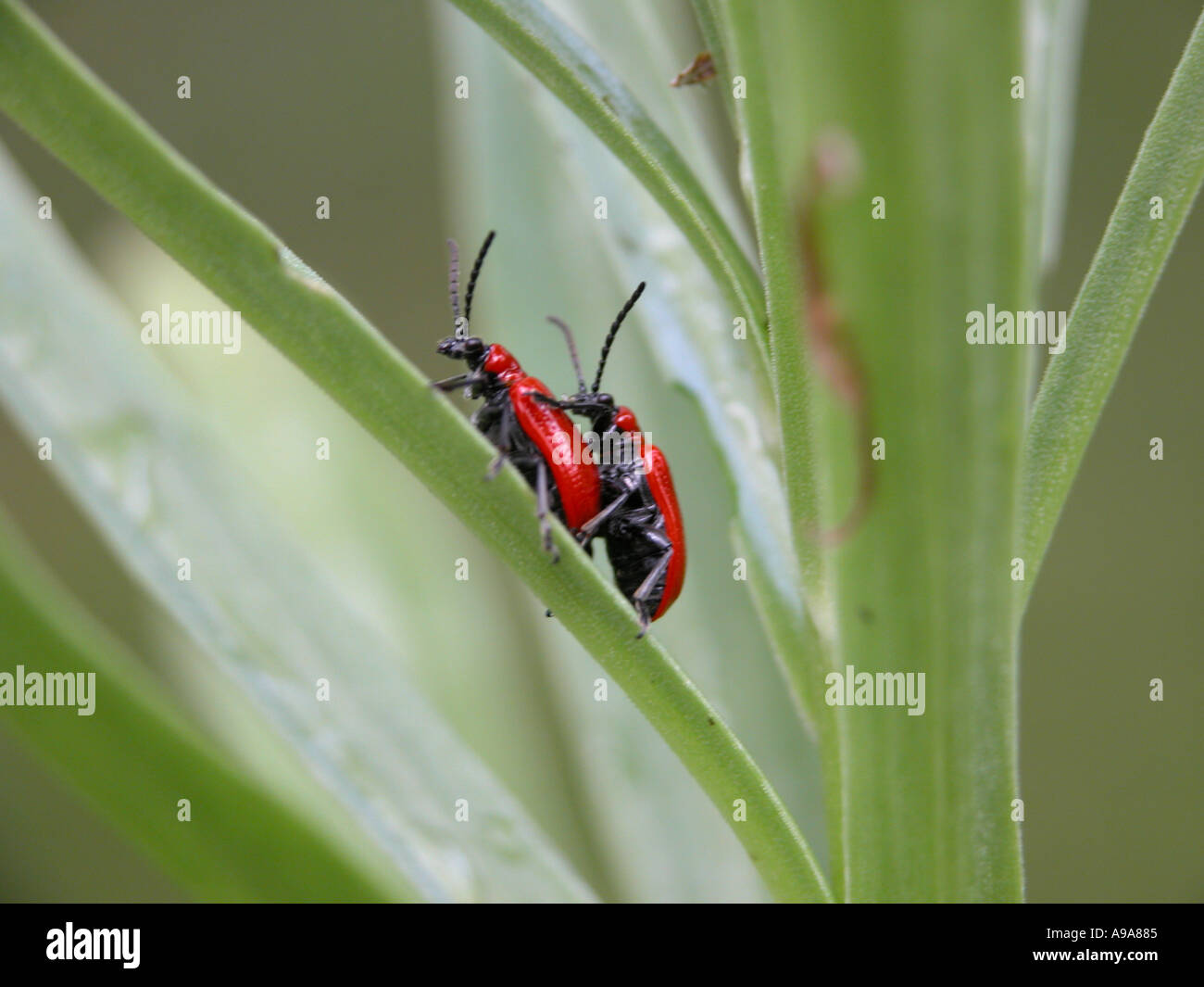Lily beetles Banque de photographies et d’images à haute résolution - Alamy