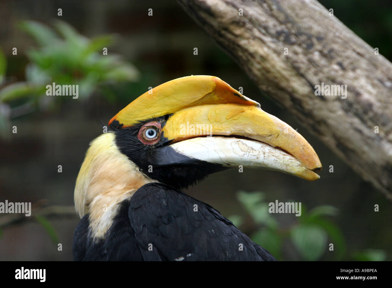 Images de calao Banque de photographies et d’images à haute résolution ...