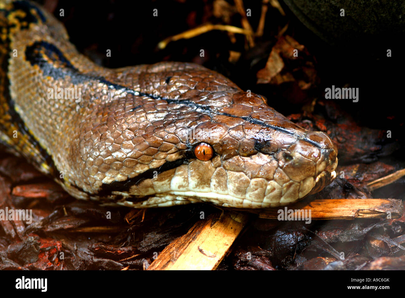 Giant python snake Banque de photographies et d’images à haute ...