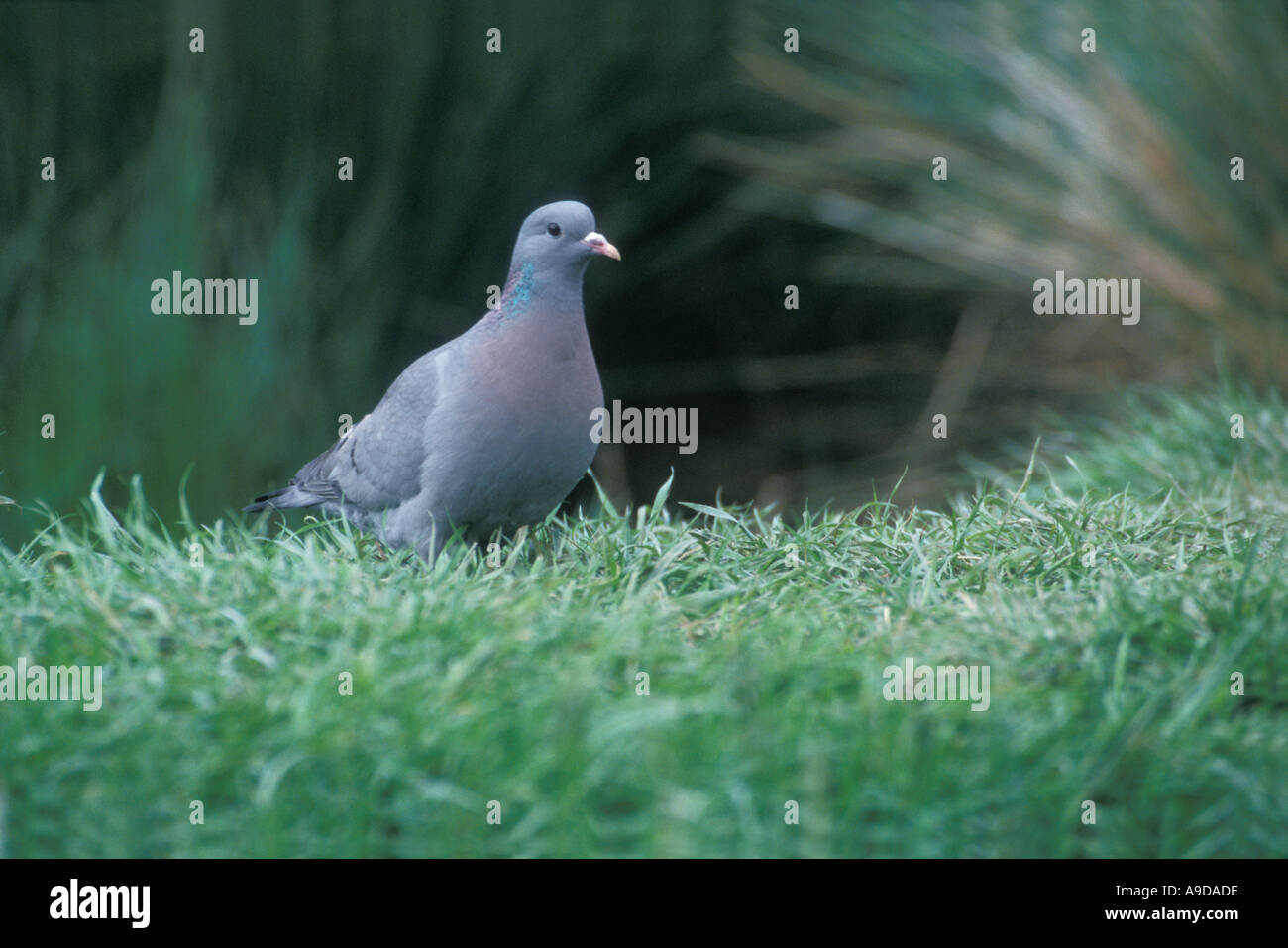 British columba Banque de photographies et d’images à haute résolution - Alamy