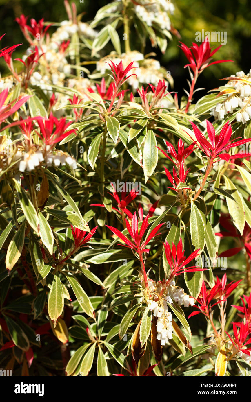 Pieris japonica variegata Banque de photographies et d’images à haute ...