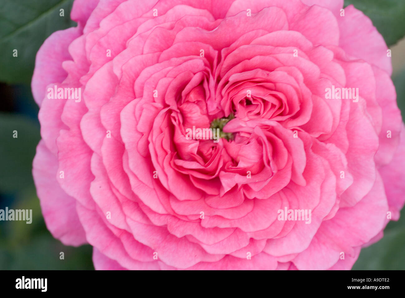 Rose noble Banque de photographies et d’images à haute résolution - Alamy