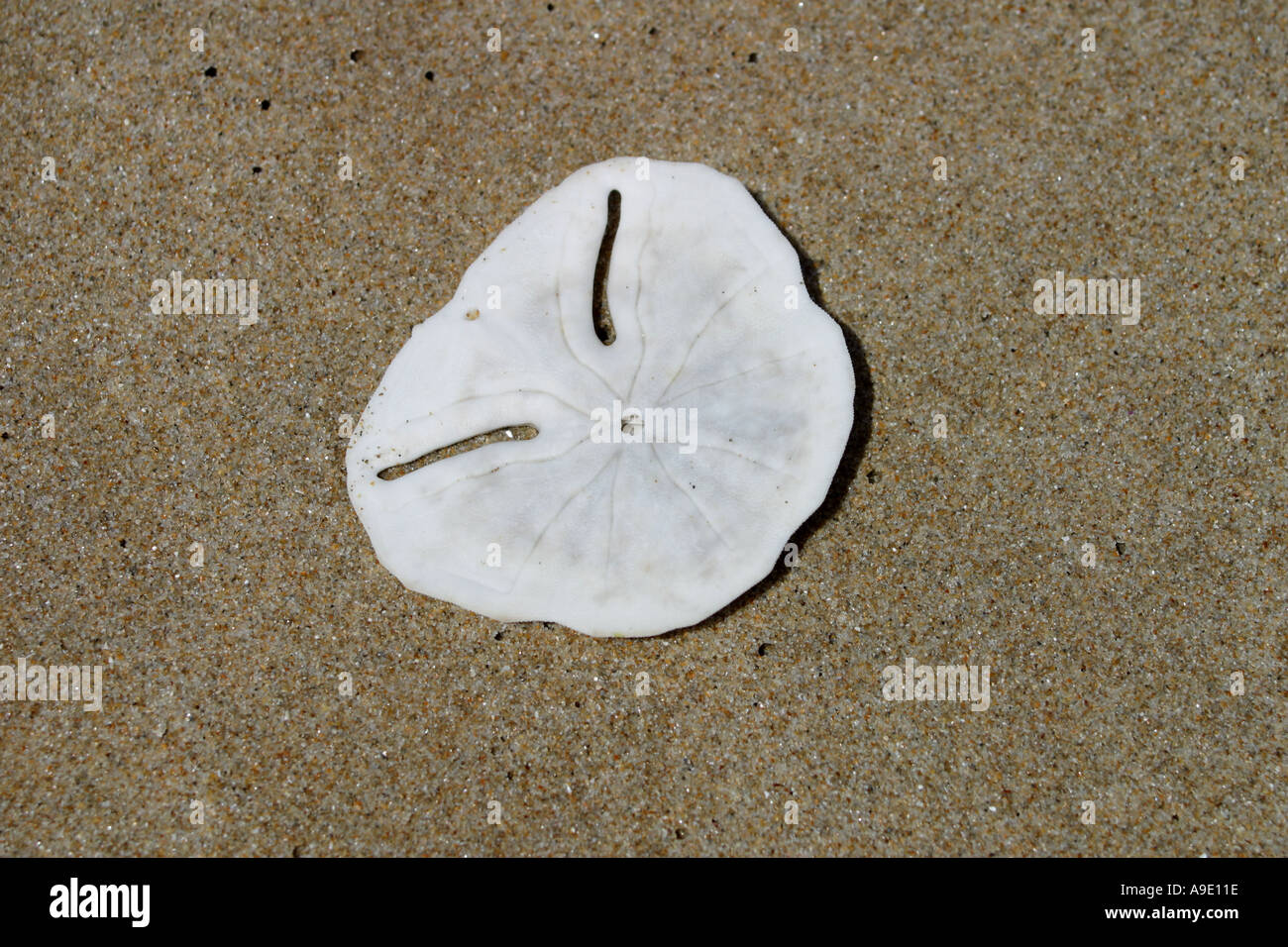 Pansy shell Banque de photographies et d’images à haute résolution - Alamy