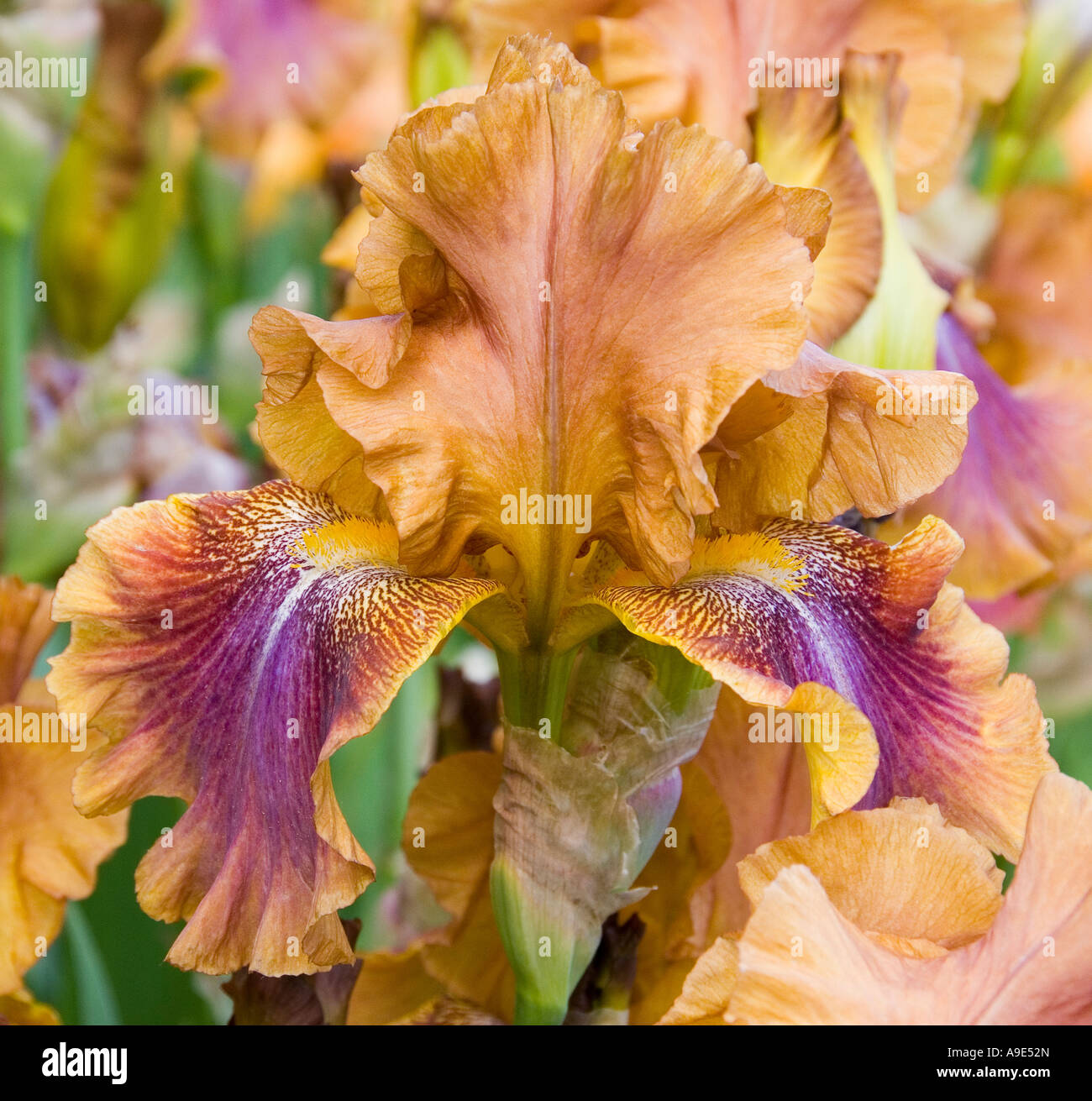 Iris leaves Banque de photographies et d’images à haute résolution - Alamy