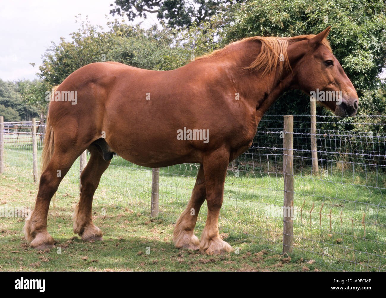 Suffolk punch horse Banque de photographies et d’images à haute ...