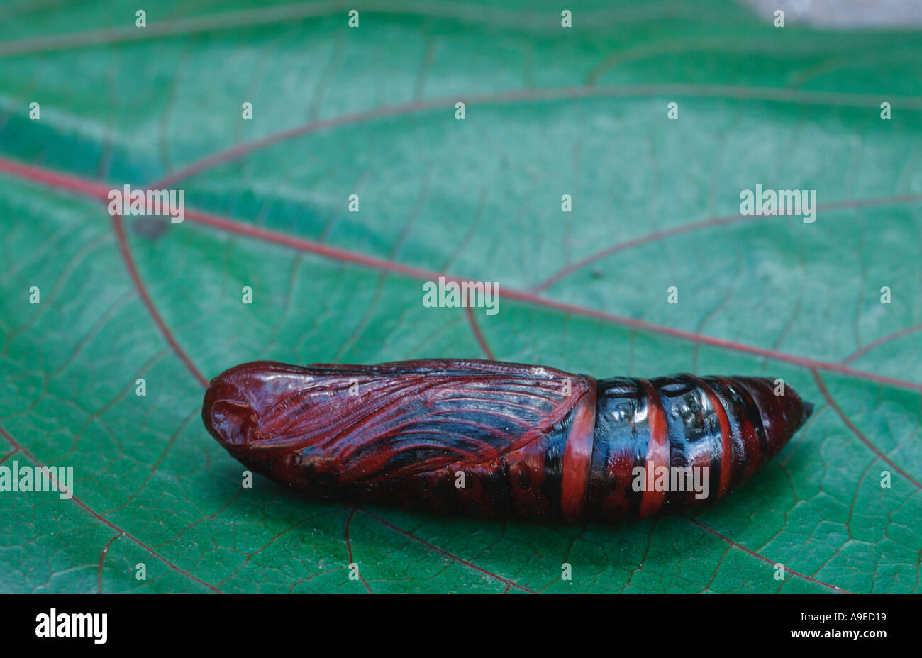 Nymphe d'une espèce de papillon Sphingidae Caraïbes Martinique Photo ...