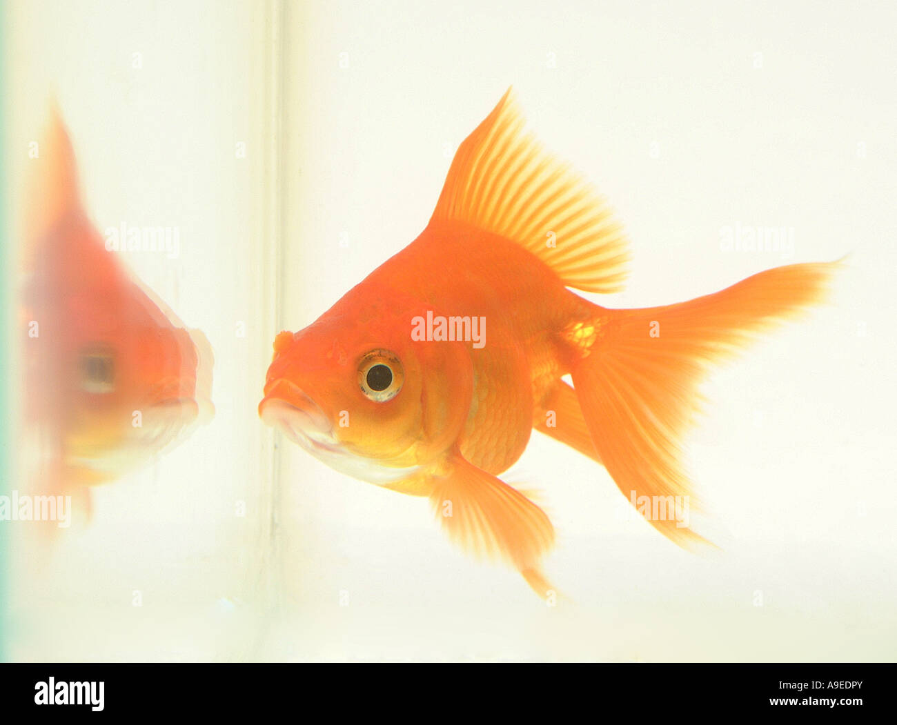 Poisson d'or dans un bol Banque de photographies et d’images à haute ...