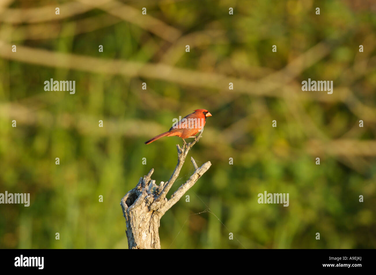 Cardinalis cardinali Banque de photographies et d’images à haute ...