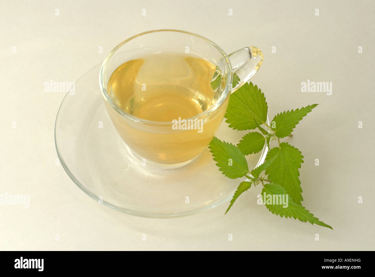 Urticaceae family Banque de photographies et d’images à haute ...