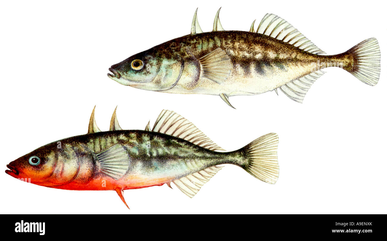 Épinoche à trois épines (Gasterosteus aculeatus), femelle (ci-dessus ...