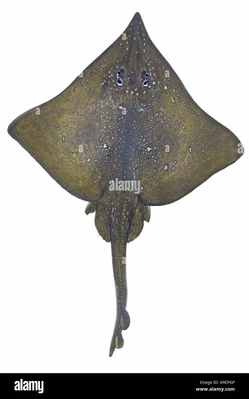 Raja batis Banque de photographies et d’images à haute résolution - Alamy