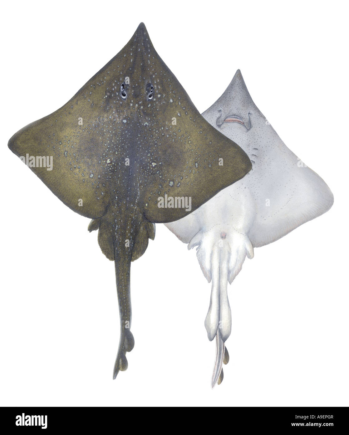 Raja batis Banque de photographies et d’images à haute résolution - Alamy