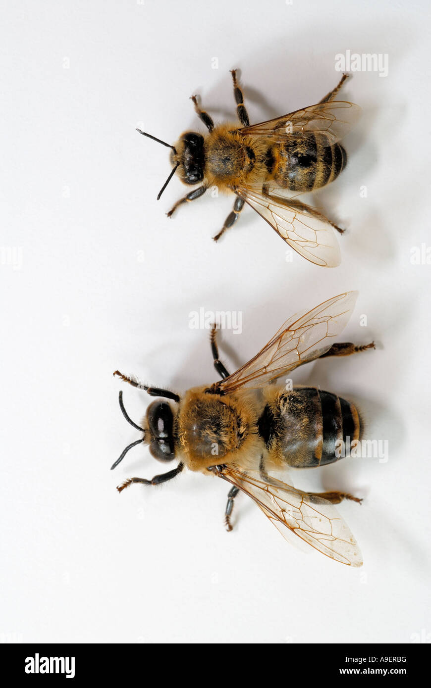 Abeille, ruche abeille (Apis mellifera, Apis mellifica), bourdon (mâle ...