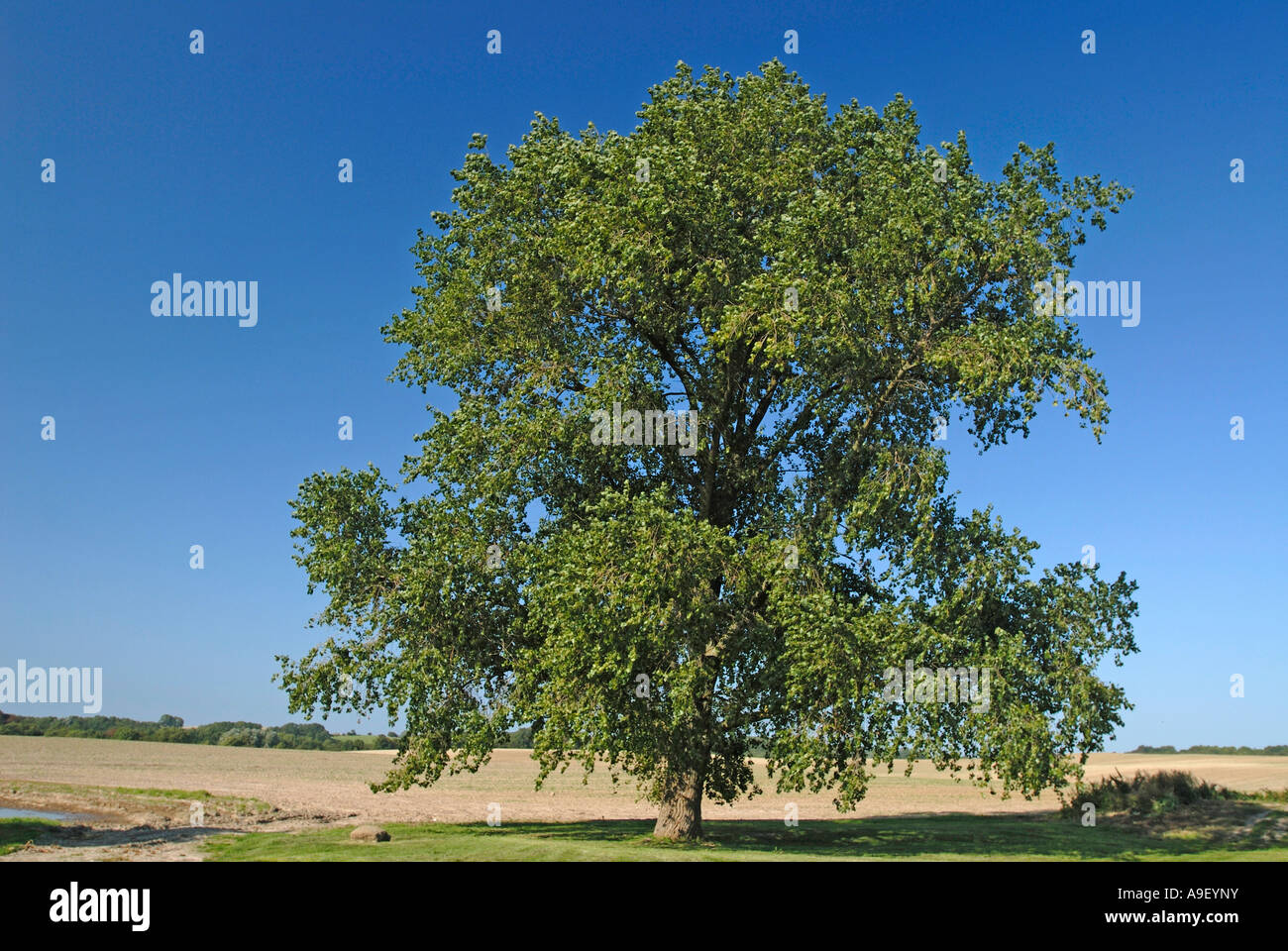 Le peuplier noir (Populus nigra), arbre solitaire en été Photo Stock ...