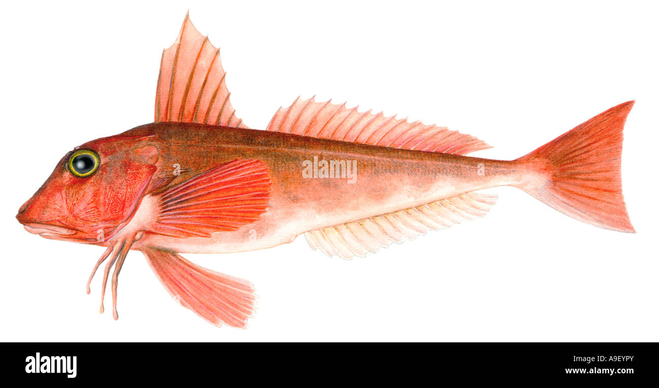 Le grondin rouge (Aspitrigla cuculus), dessin Photo Stock - Alamy