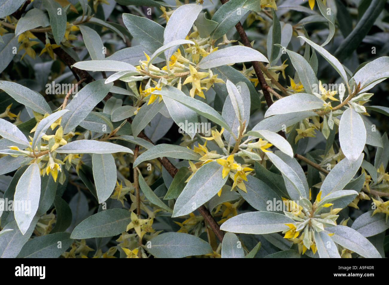 Eleagnus angustifolia Banque de photographies et d’images à haute ...