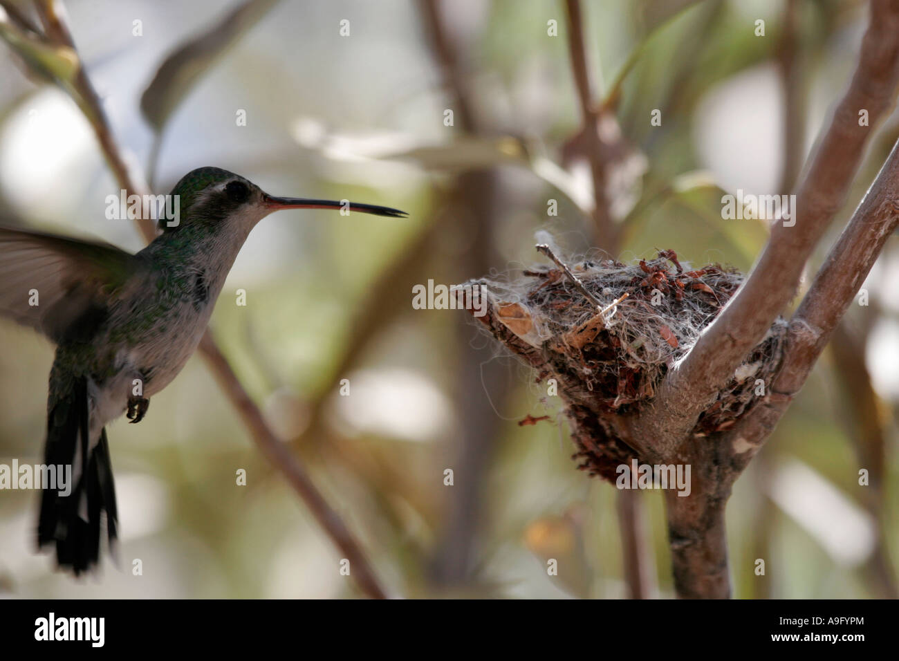 Nid de colibris Banque de photographies et d’images à haute résolution ...