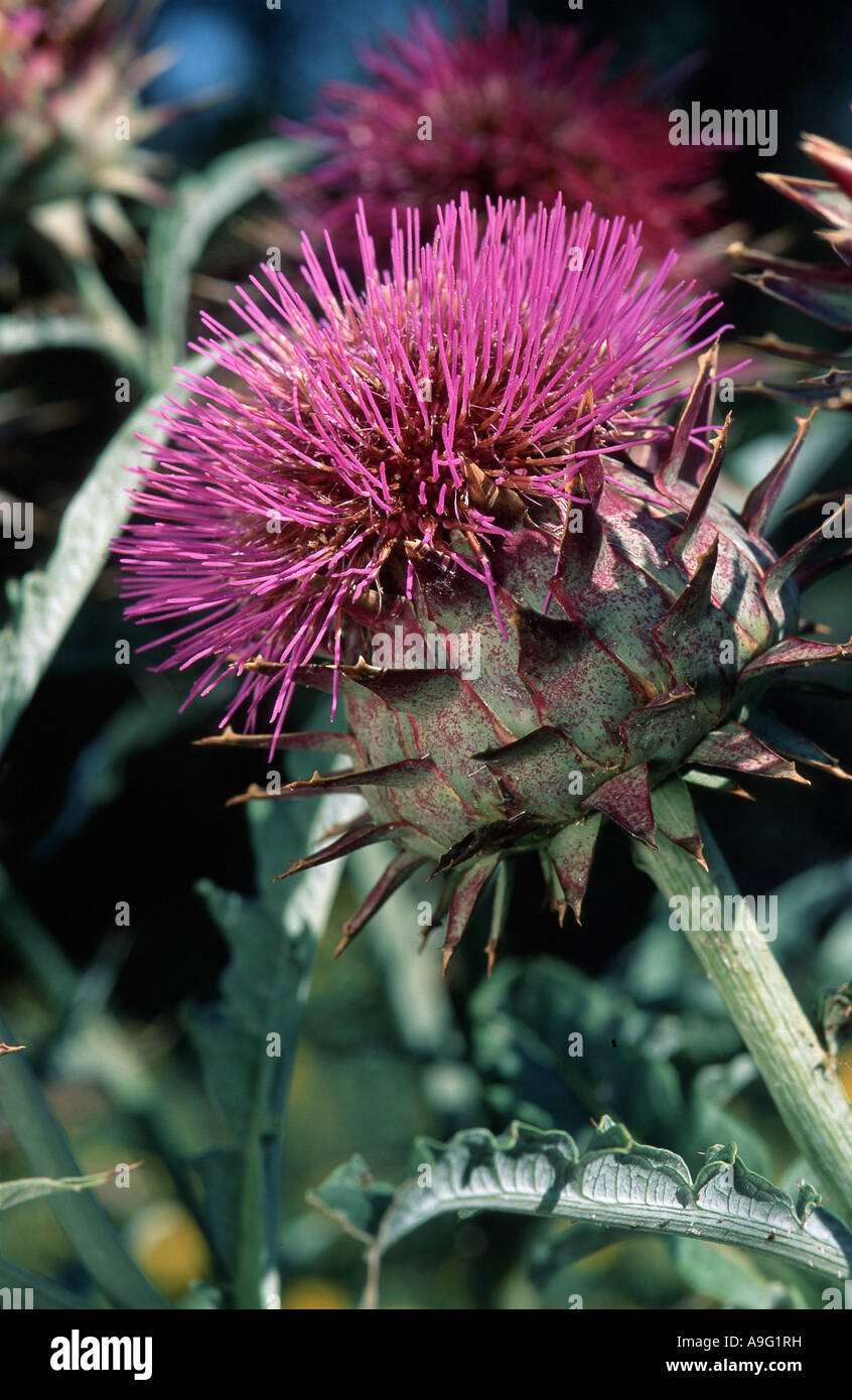Inflorescence capitulum Banque de photographies et d’images à haute ...
