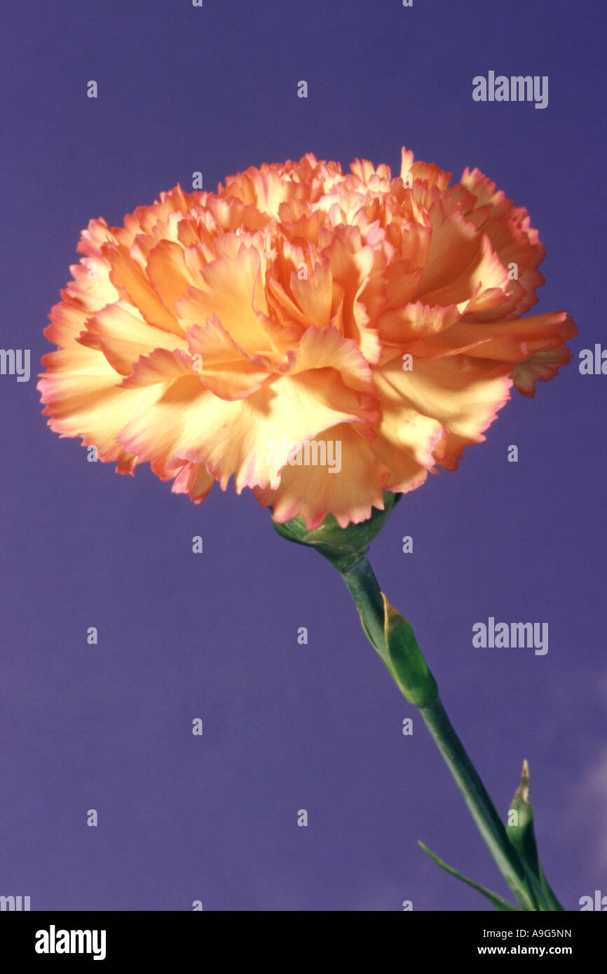 Dianthus caryophyllus clove pink flowers Banque de photographies et d ...