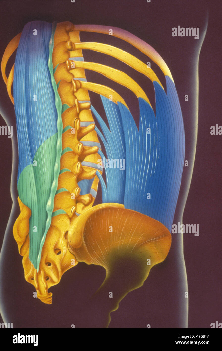 Illustration des droits de l'Anatiomy système musculaire des muscles du ...