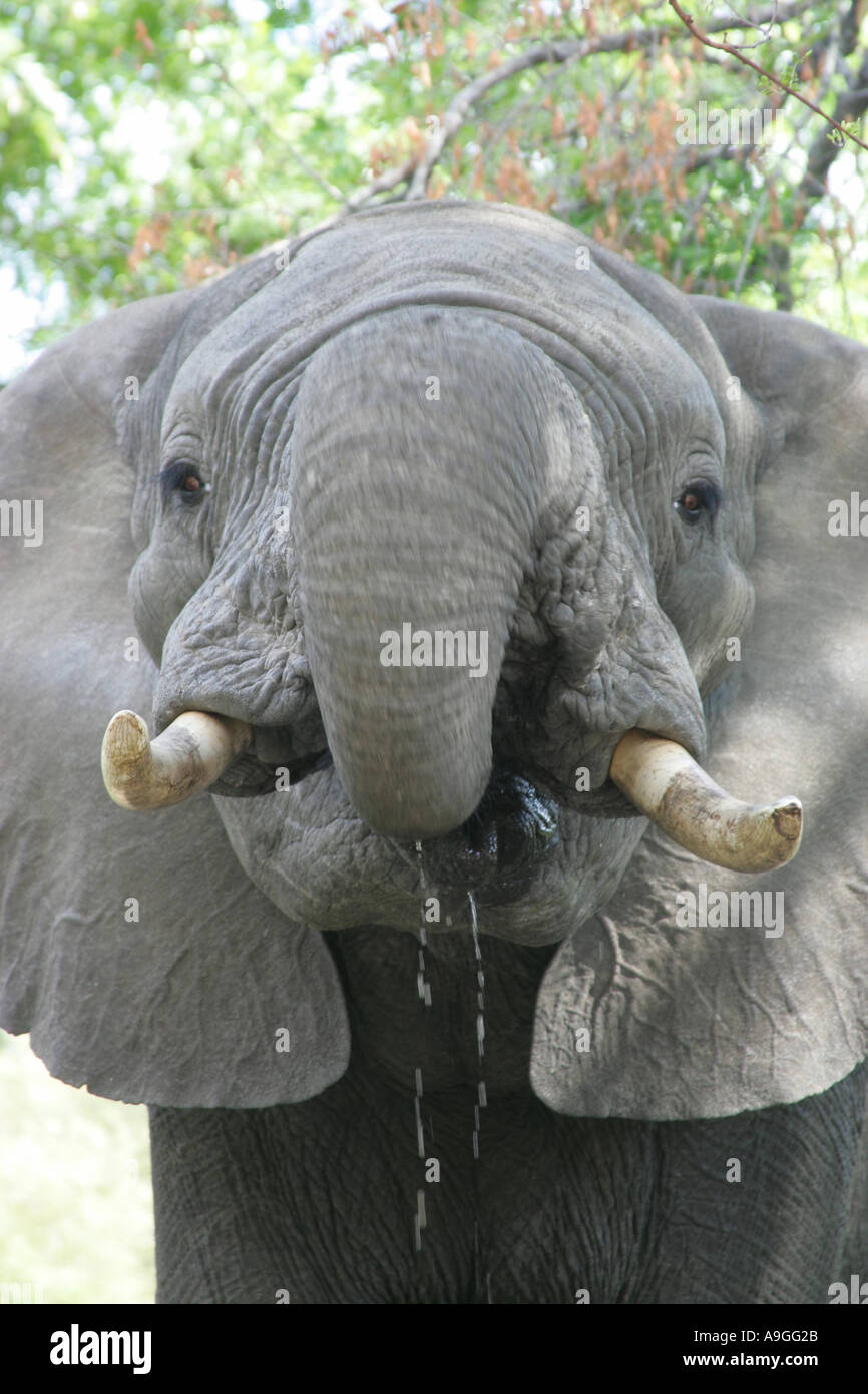 Placer le tronc dans la bouche Banque de photographies et d’images à ...