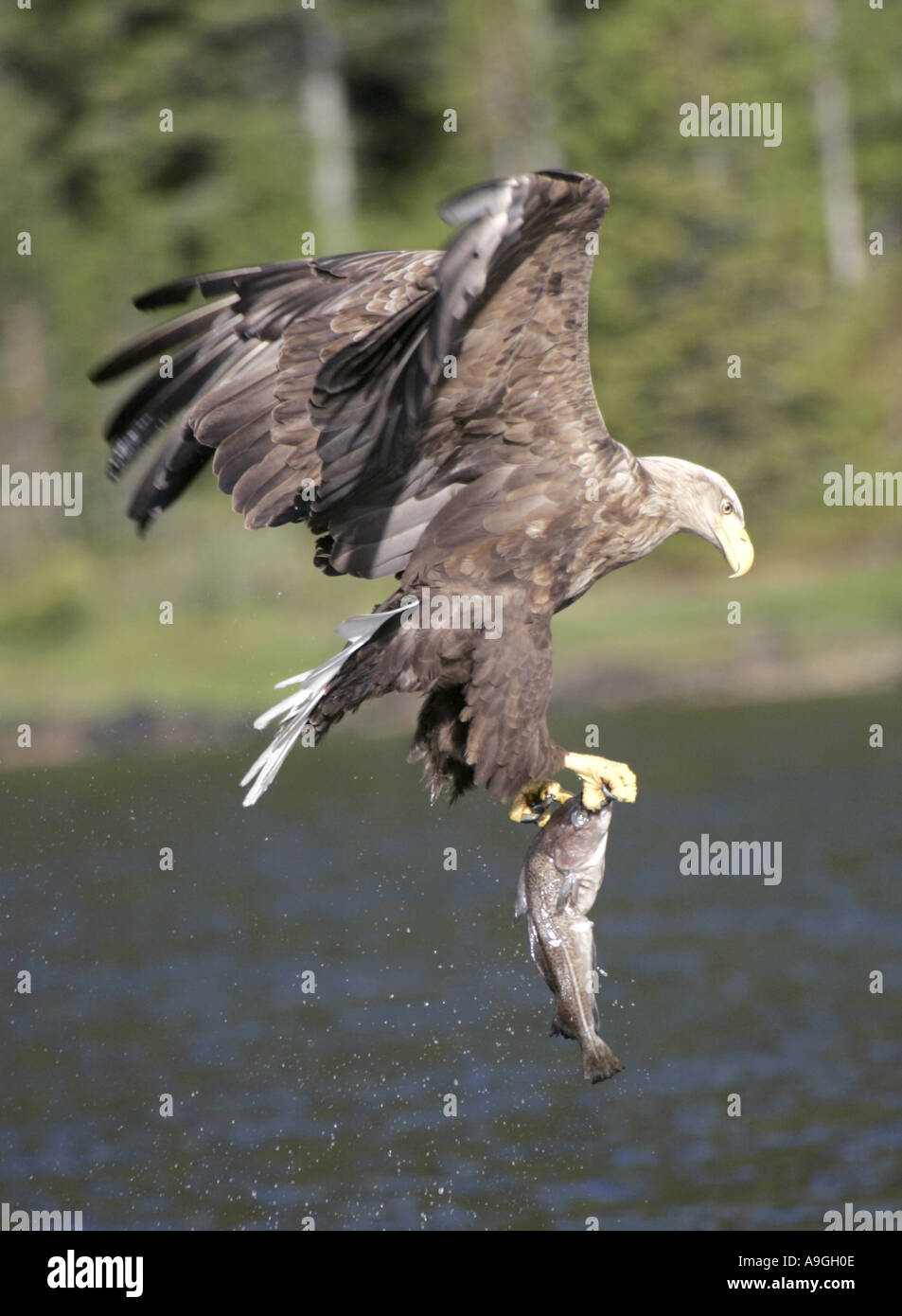Pygargue à queue blanche (Haliaeetus albicilla), avec des poissons ...