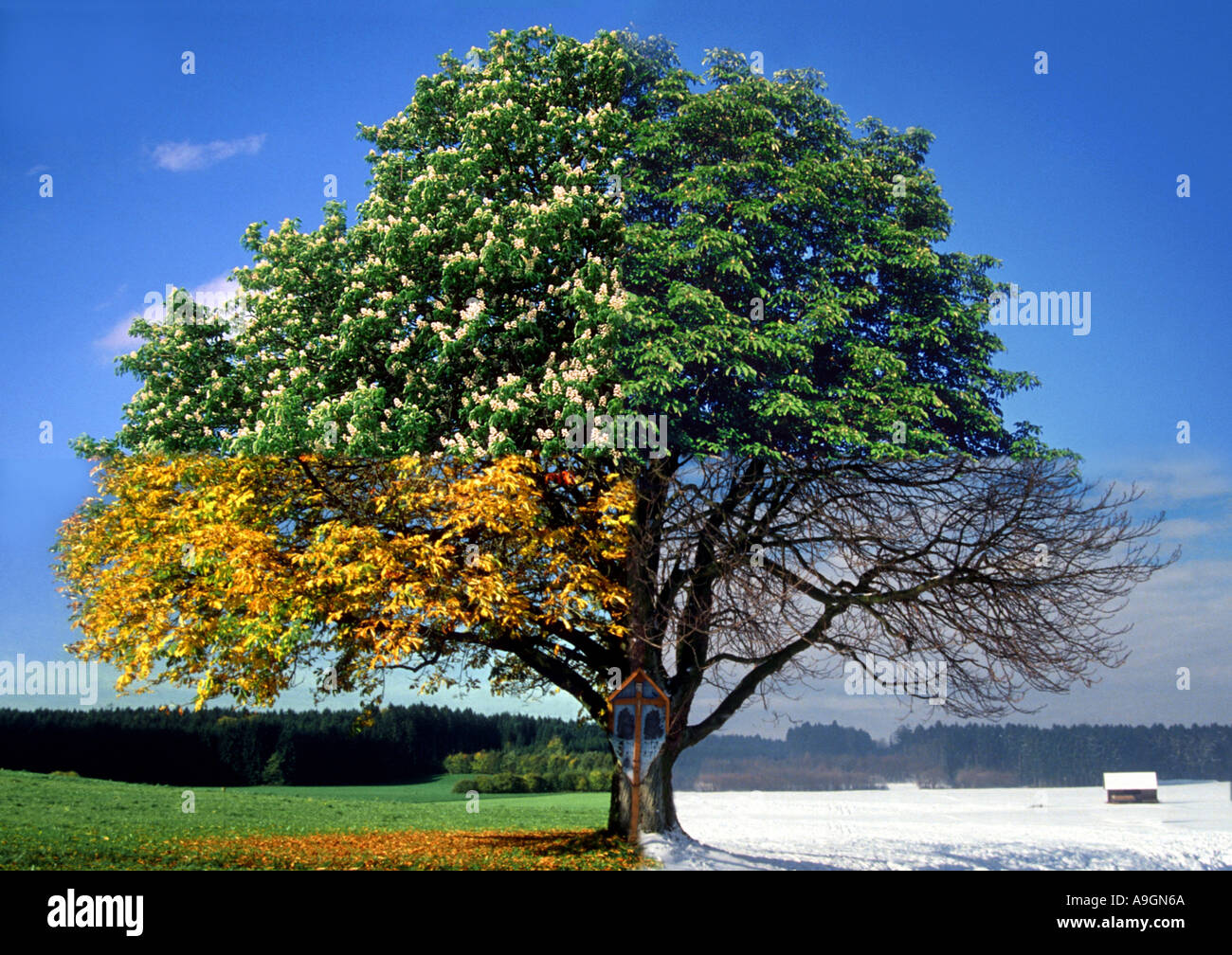 Le marronnier commun (Aesculus hippocastanum), autoportant, arbre en ...