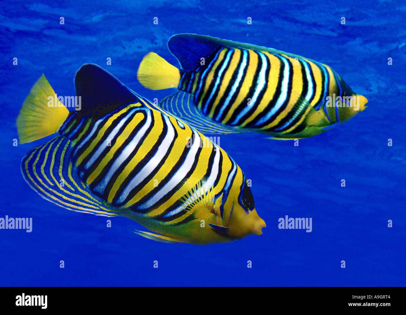 Angelfish royal, bleu-banded poissons-anges, poissons-anges (Pygoplites ...