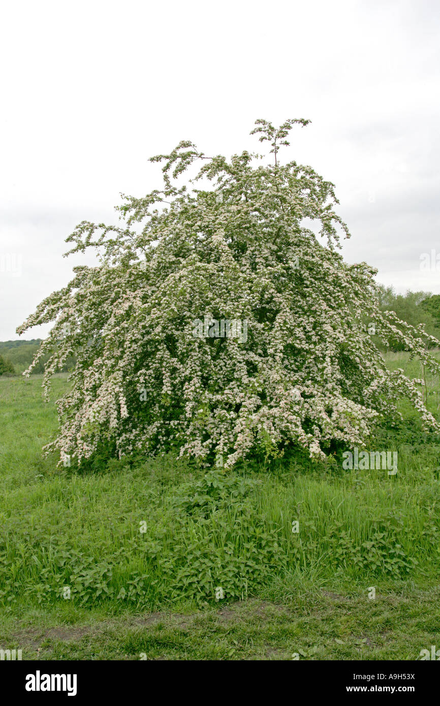 Crataegus monogyna spring Banque de photographies et d’images à haute ...