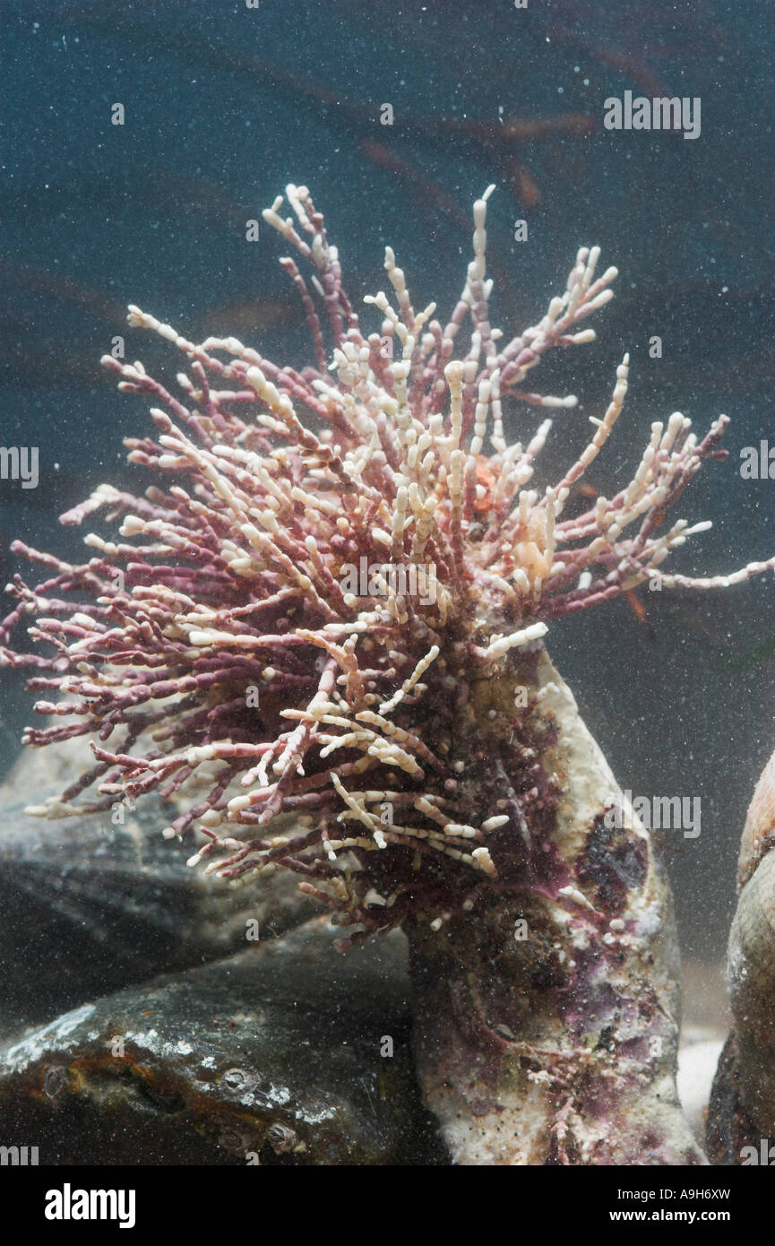 Algue coralline rouge Banque de photographies et d’images à haute ...