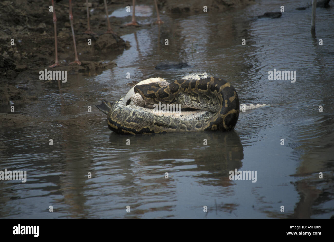 Python sabae sabae Banque de photographies et d’images à haute ...