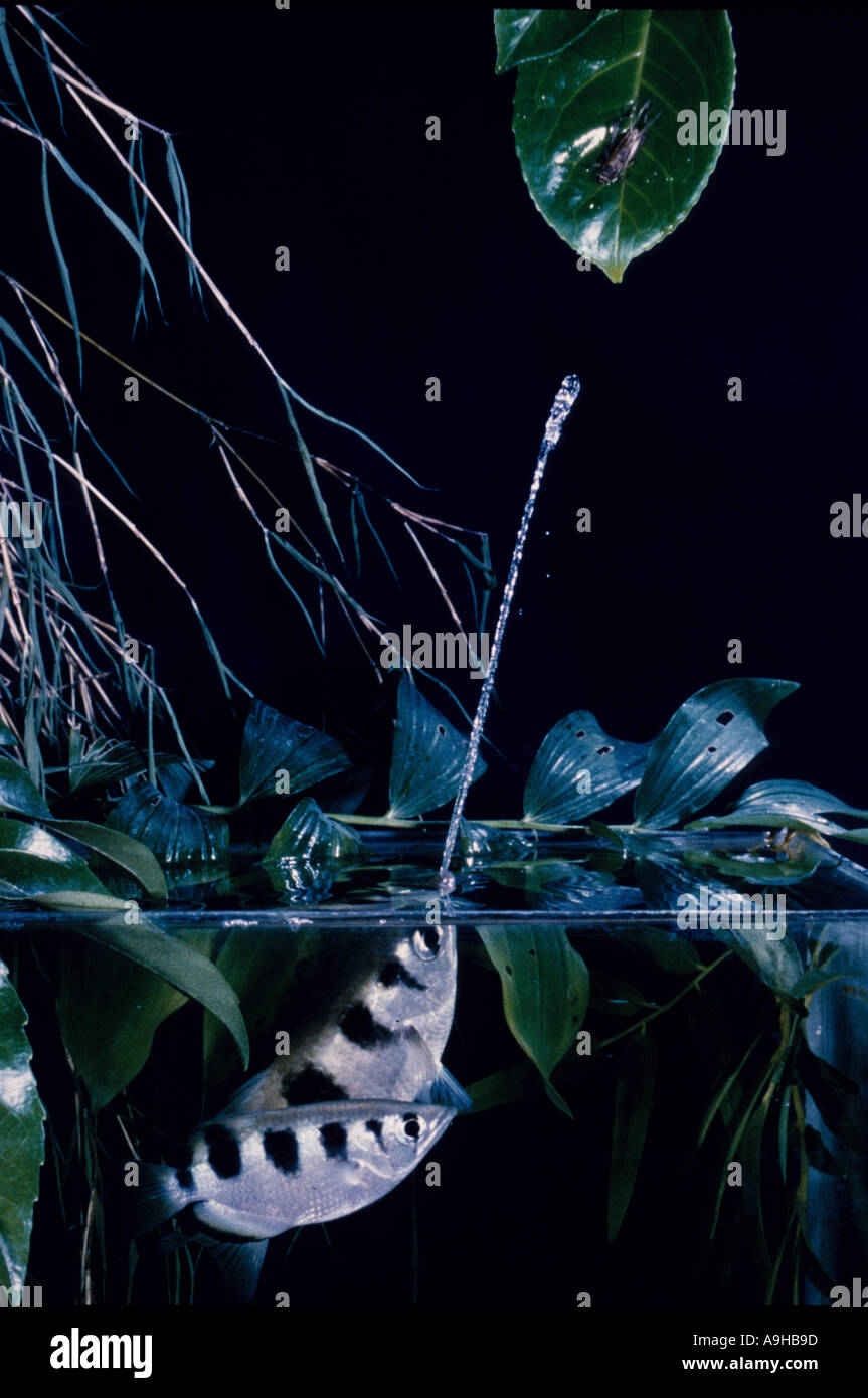 Poisson archer Banque de photographies et d’images à haute résolution ...