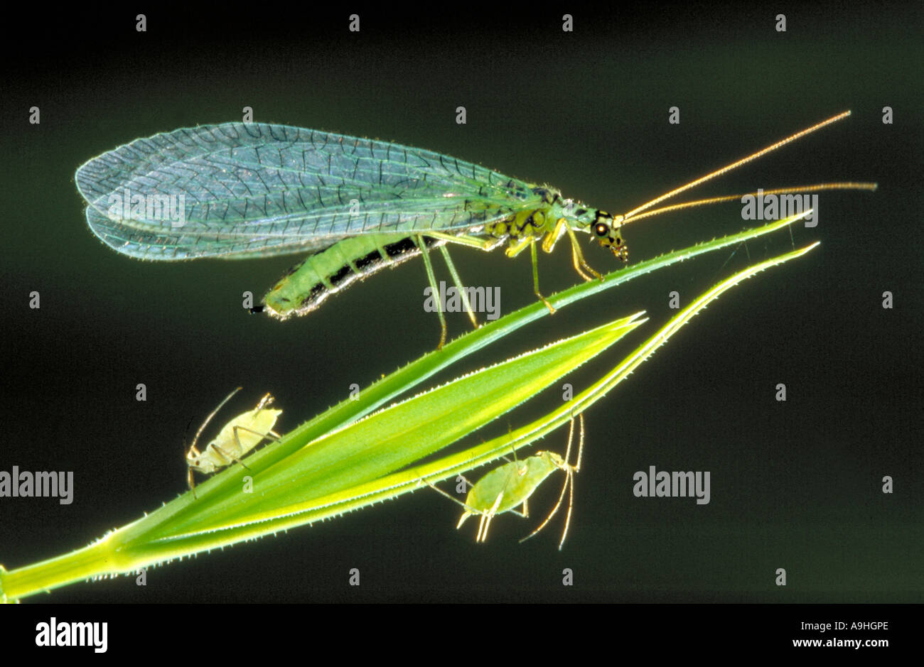 La chrysope verte (Chrysoperla carnea, Anisochrysa, Chrysopa carnea ...