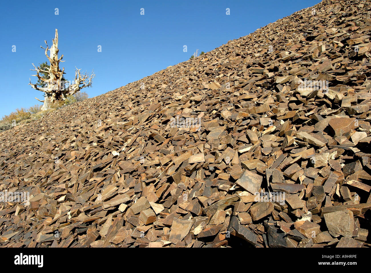Pinus aristata f longaeva Banque de photographies et d’images à haute ...