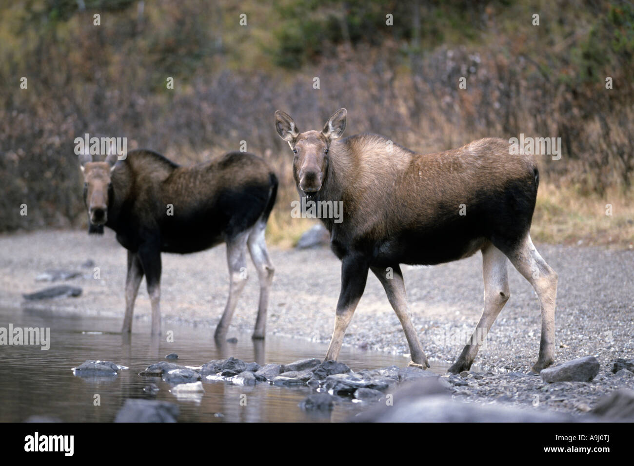 Elchkuh kalb orignal veau femelle Banque de photographies et d’images à ...