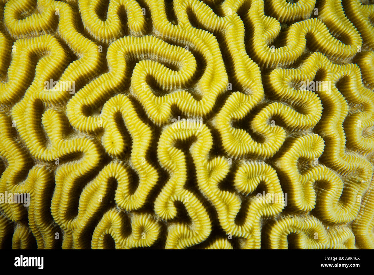 Labyrinthe cerveau corail Banque de photographies et d’images à haute ...