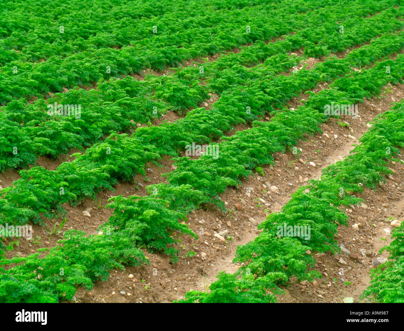 Culture du persil sur un champ des rangées de plants de persil Photo ...