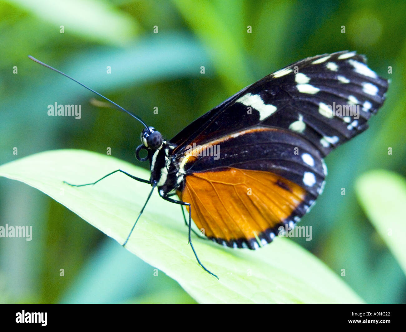 Papillons papillon cocon d'insectes larves de ver Caterpillar ...