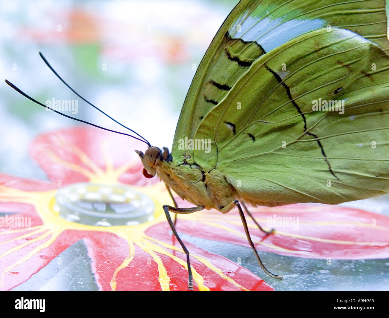 Papillons papillon cocon d'insectes larves de ver Caterpillar ...