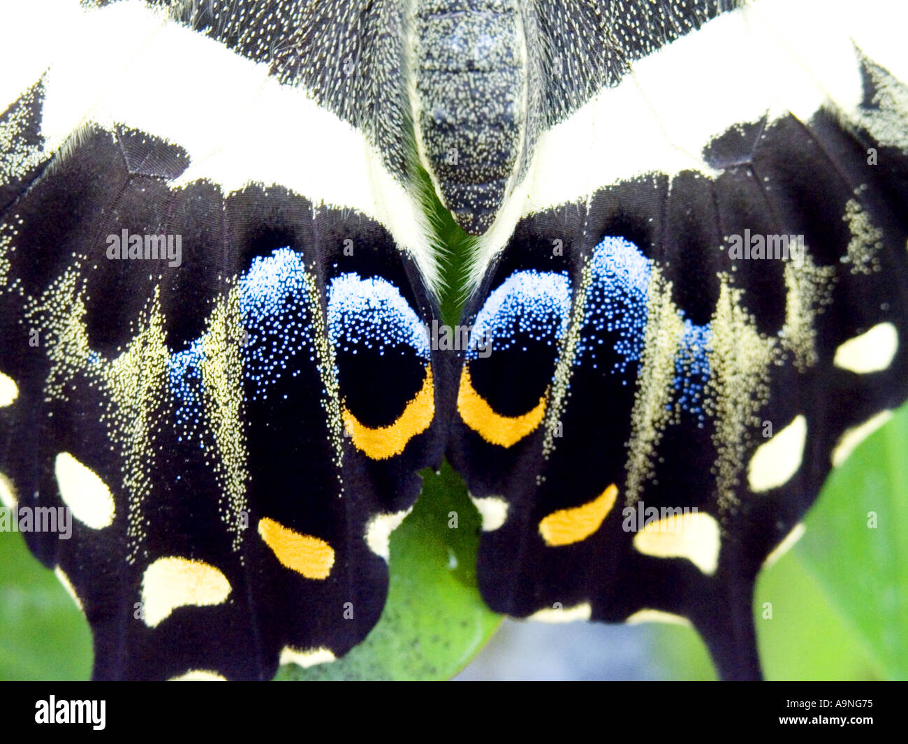 Papillons papillon cocon d'insectes larves de ver Caterpillar ...