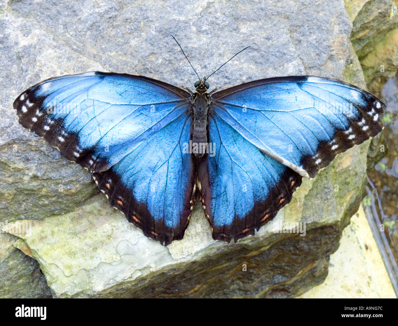Papillons papillon cocon d'insectes larves de ver Caterpillar ...